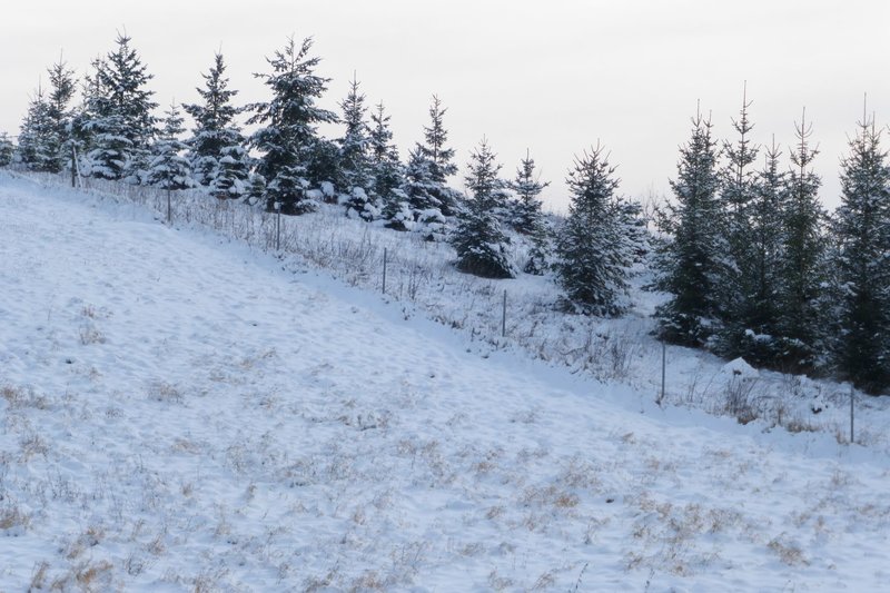 Winter - Natur - Bildergalerie Veranstaltungen - Ortsgeschehen - Markt ...